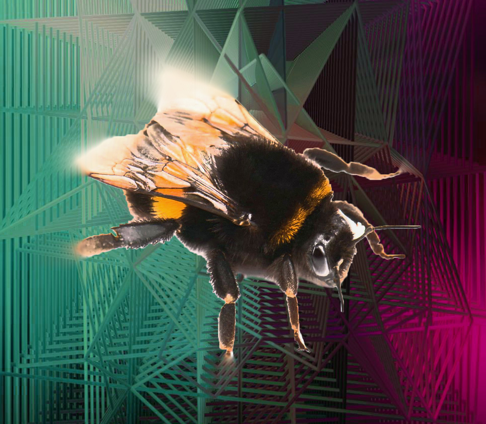Bee Sentient (&The Human Correspondent) – reflectivewavelengths
